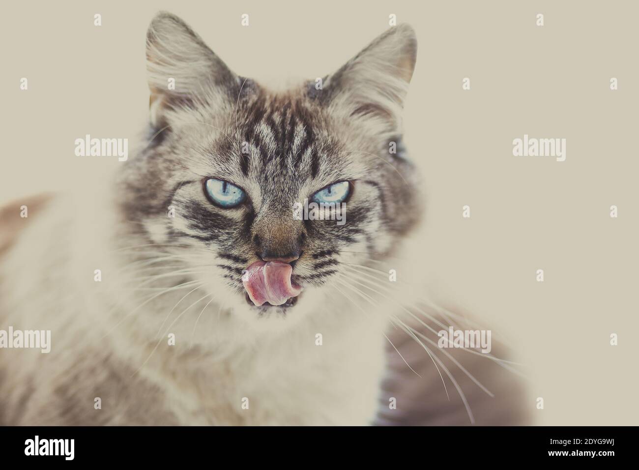 Ice cold domestic cat's look. Domestic cat on white background Stock ...