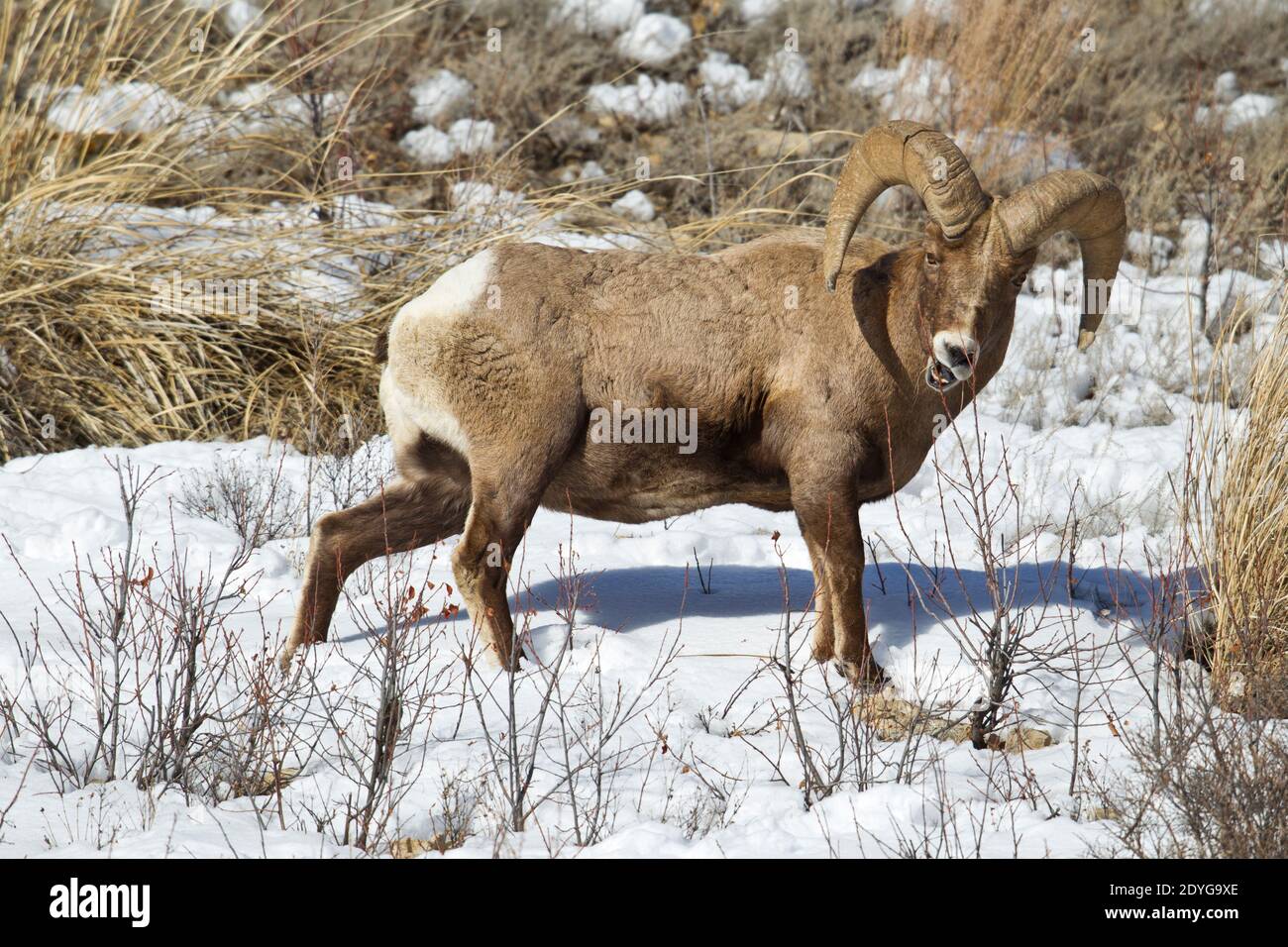 Bighorn ram profile hi-res stock photography and images - Alamy