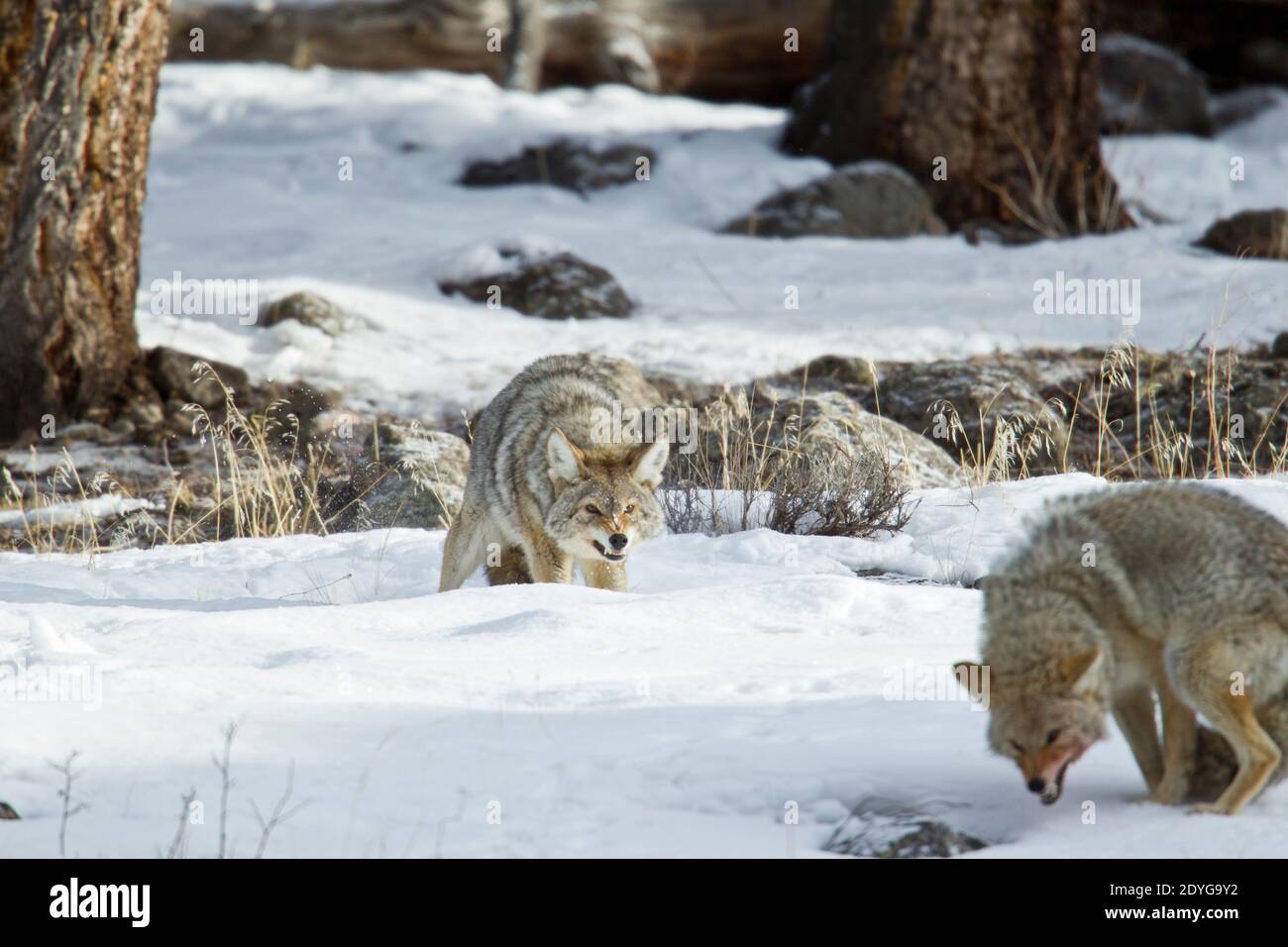 Coyote (Canis latrans) displaying aggressive behavior to another coyote ...