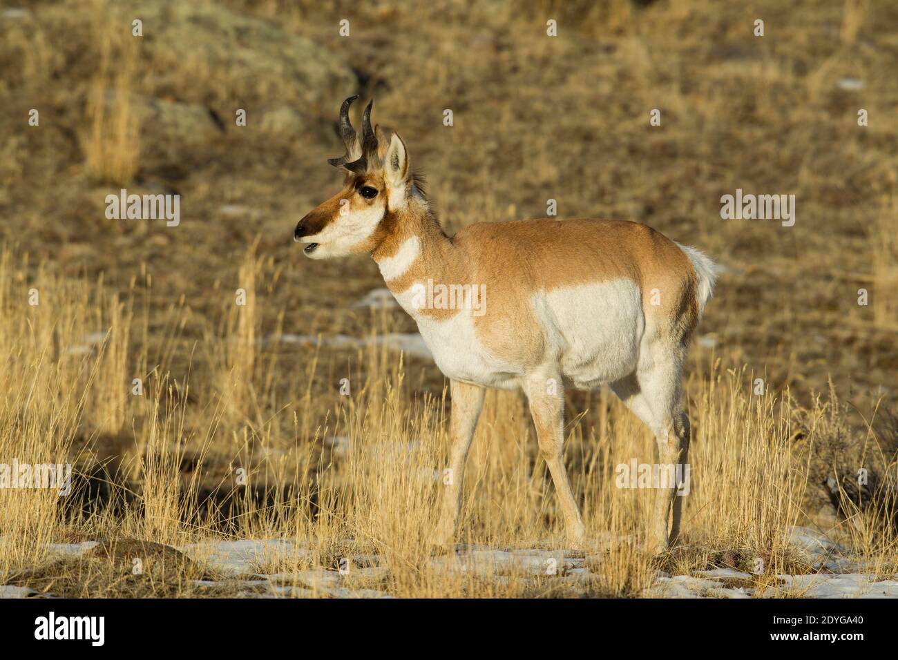 American pronghorn antelope male hi-res stock photography and images ...