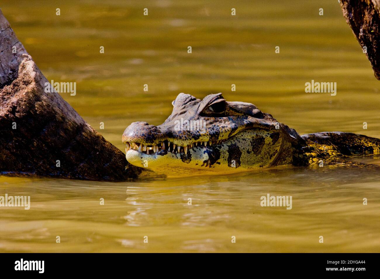 Spectacled Caiman (Caiman crocodilus), also known as white caiman or ...