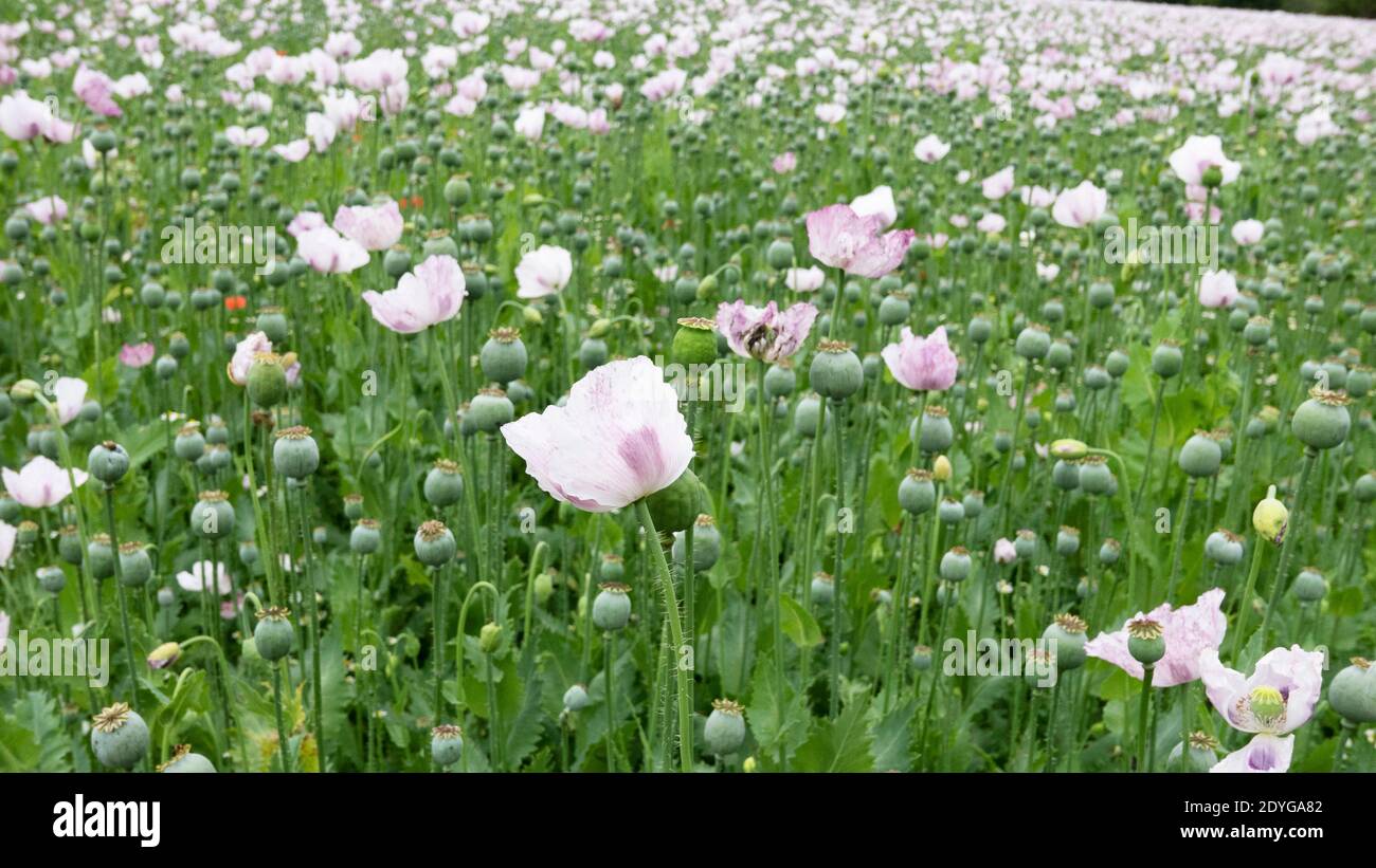 Opium poppies grown for medicinal purposes in an Oxfordshire field ...