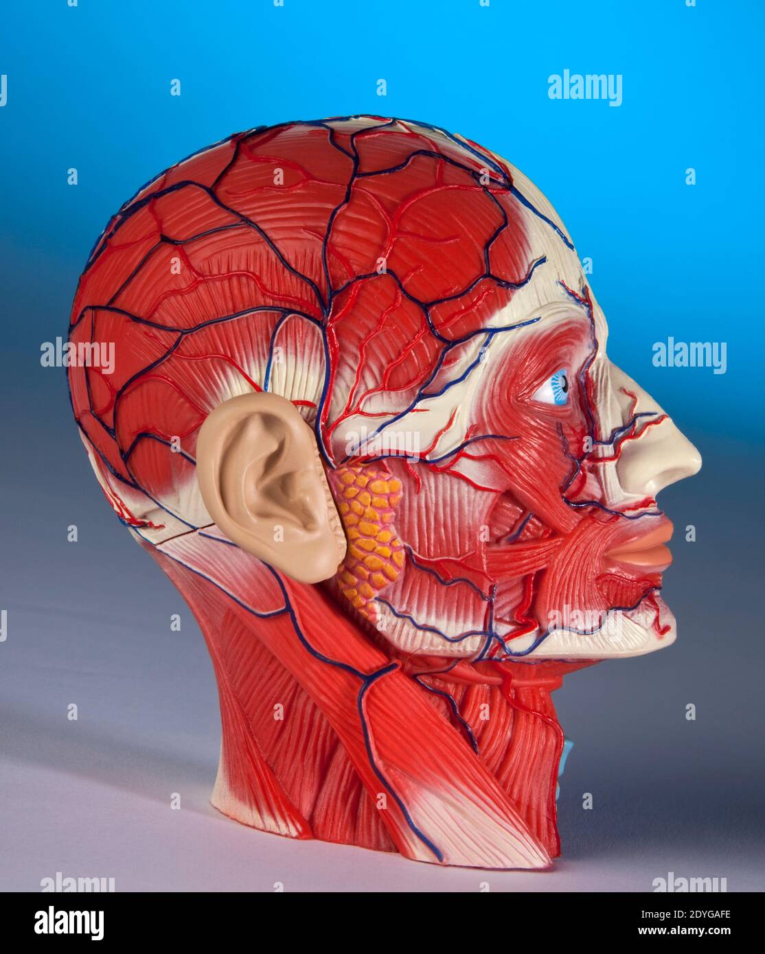 Human Physiology - Model of the human head showing major blood vessels ...