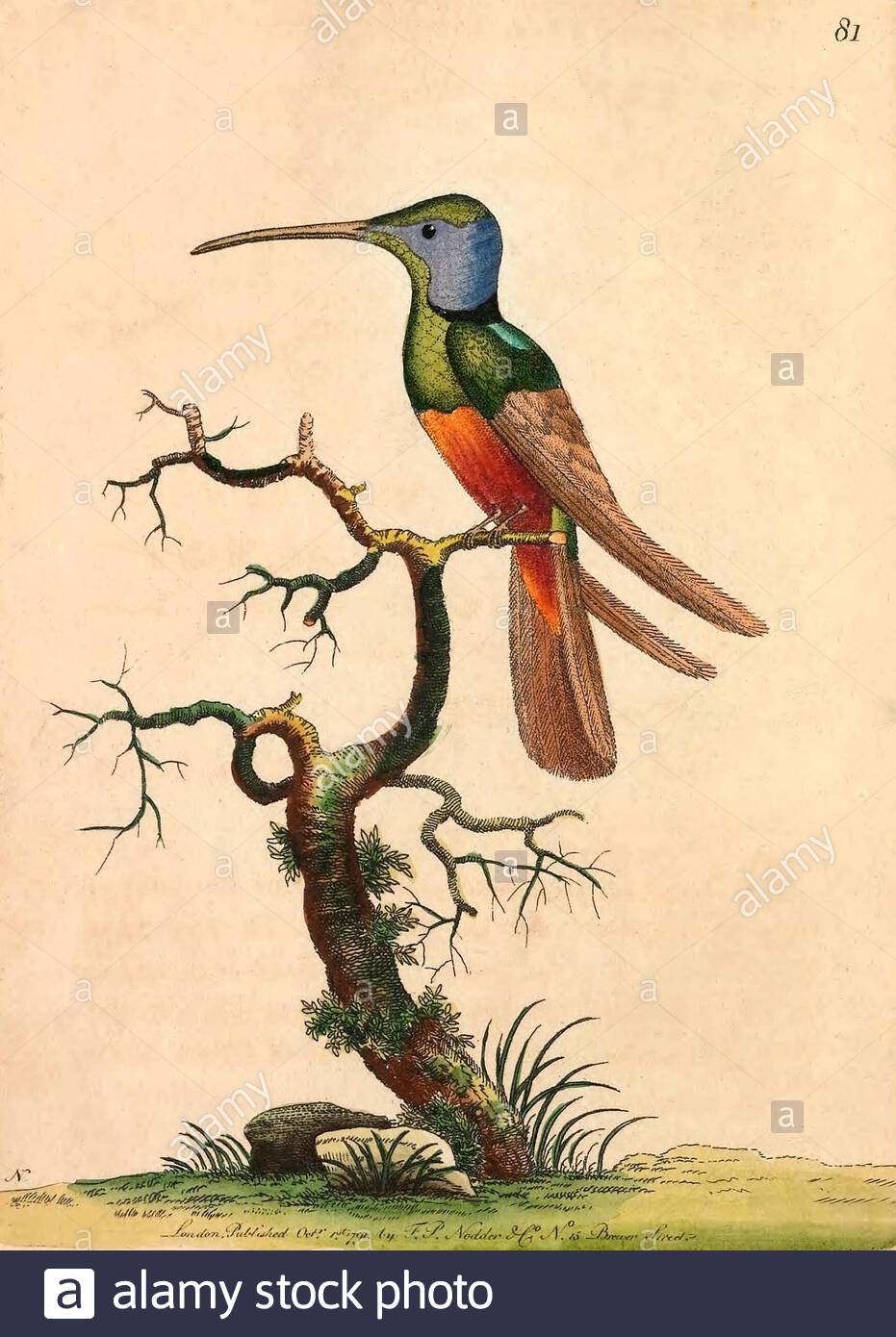 Harlequin hummingbird hi-res stock photography and images - Alamy