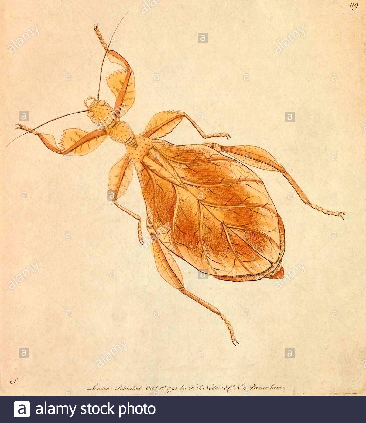 Giant dead leaf mantis or malaysian dead leaf mantis hi-res stock ...