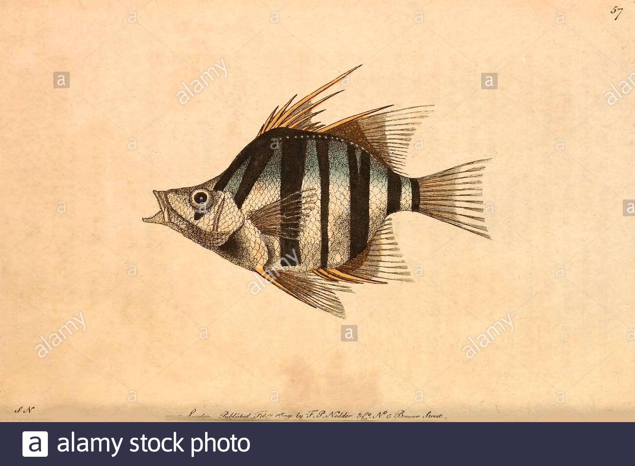 Pungent Chaetodon (Enoplosus armatus), vintage illustration published ...