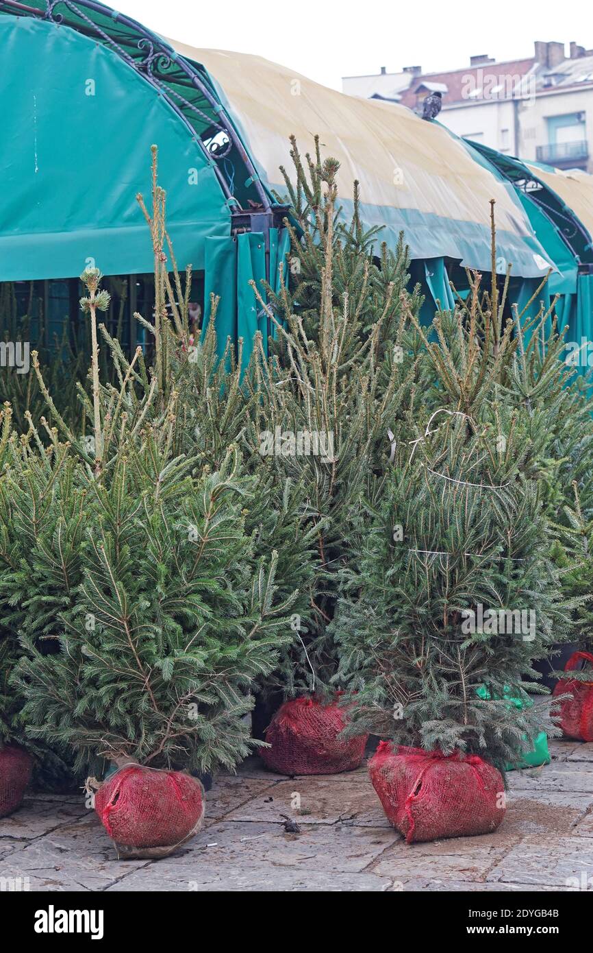 Christmas tree with roots hi-res stock photography and images - Alamy