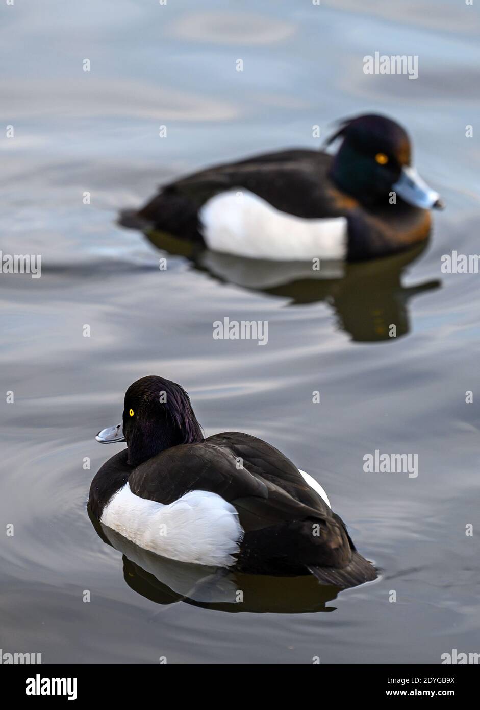 Two tufted ducks in Kelsey Park, Beckenham, Greater London. Near bird ...