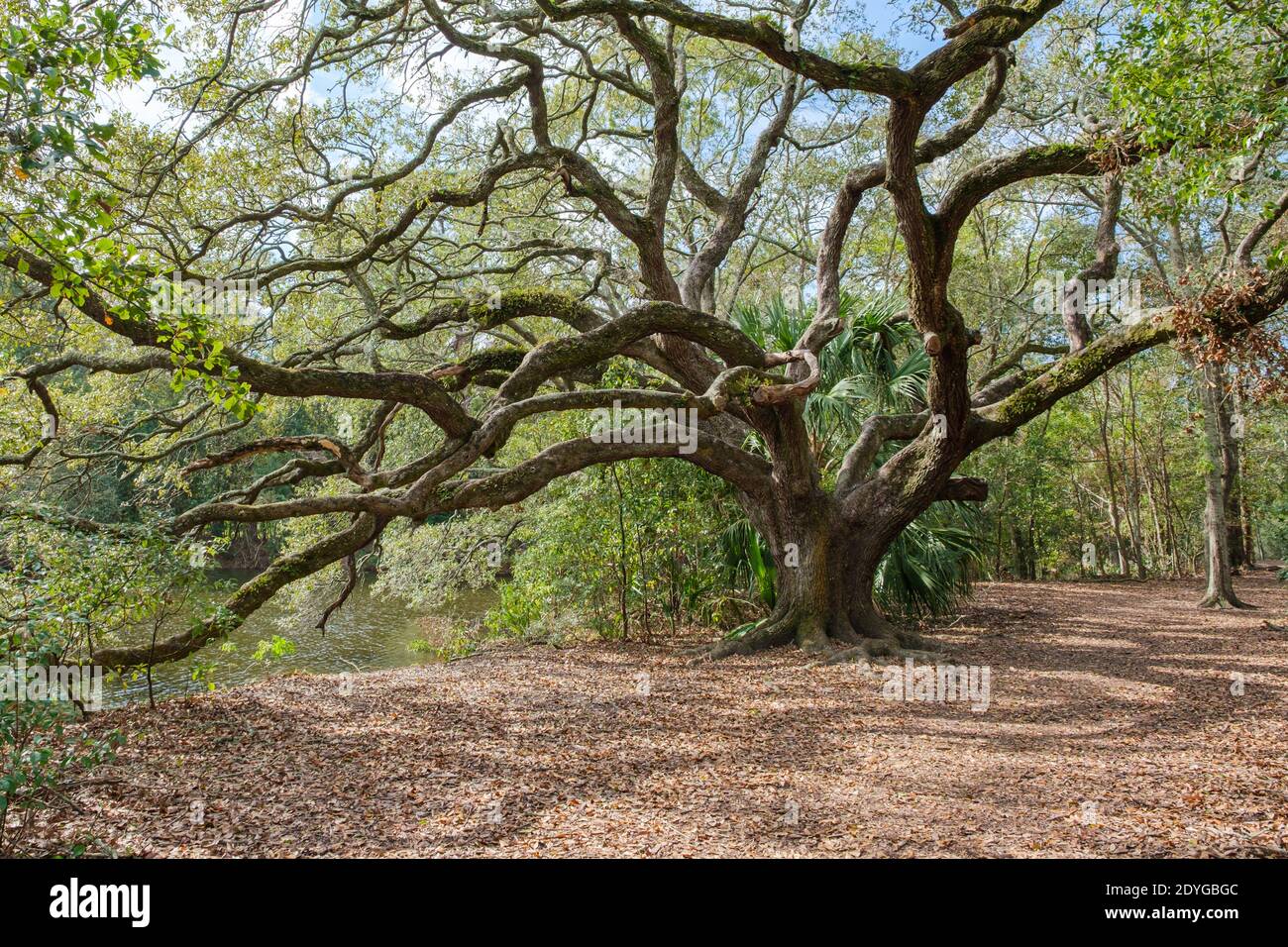 Live oak tree hi-res stock photography and images - Alamy