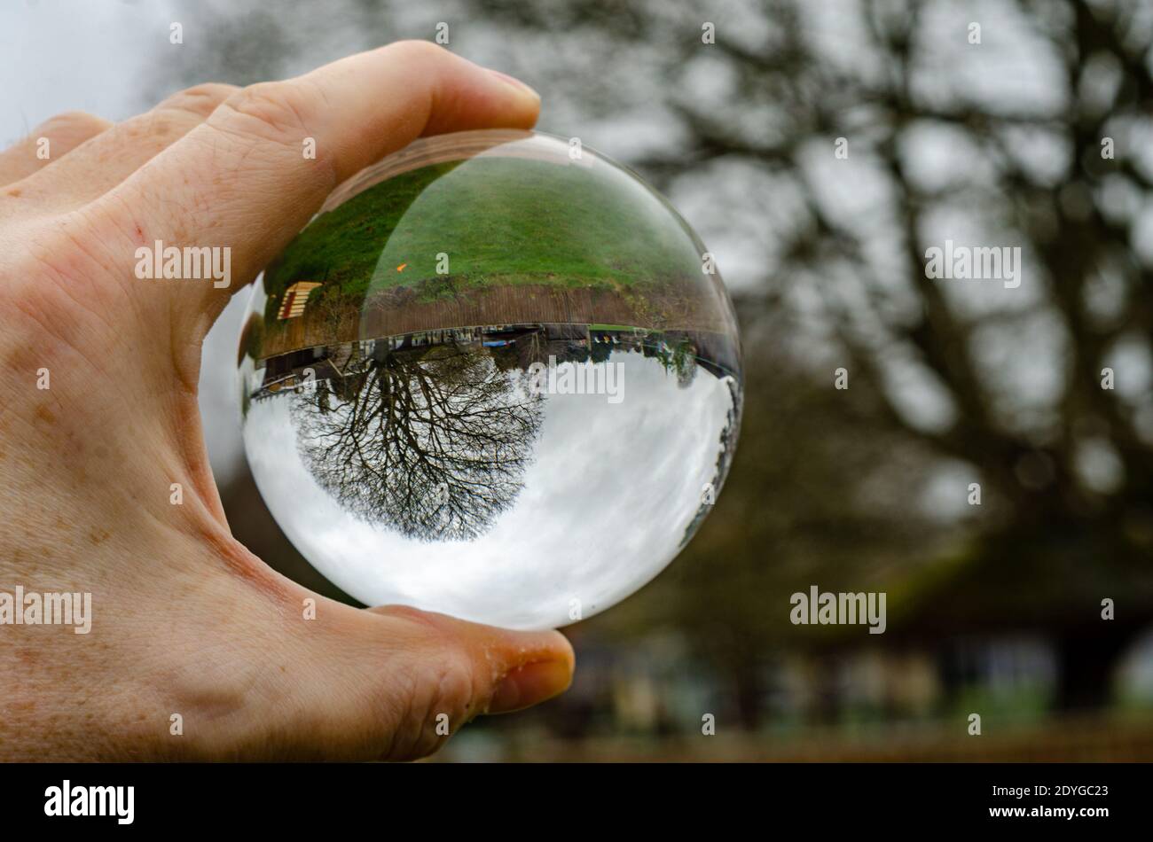 A tree seen upside down in a glass crystal ball due to the optical ...