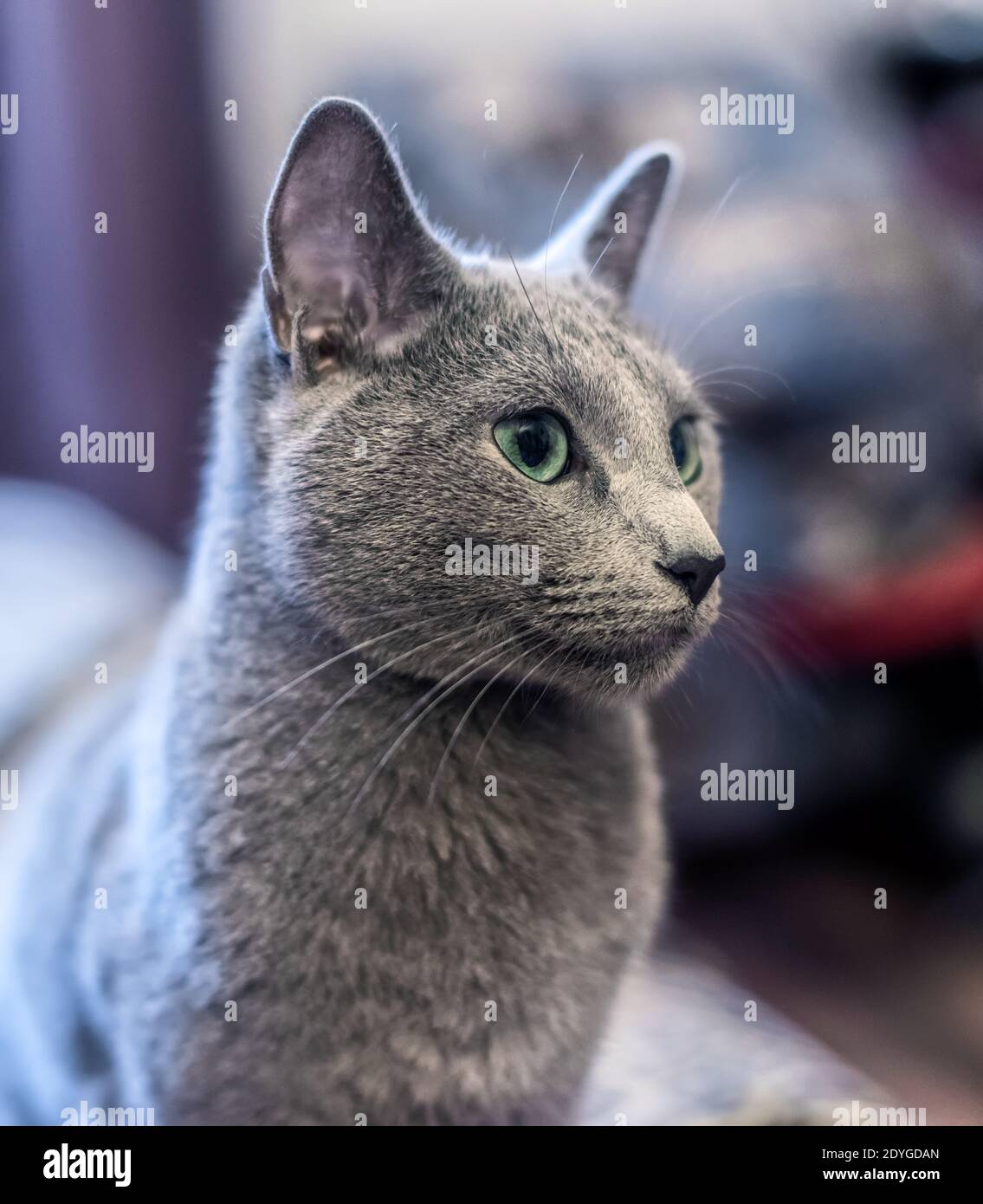 Cat breed Russian blue with green eyes Stock Photo - Alamy