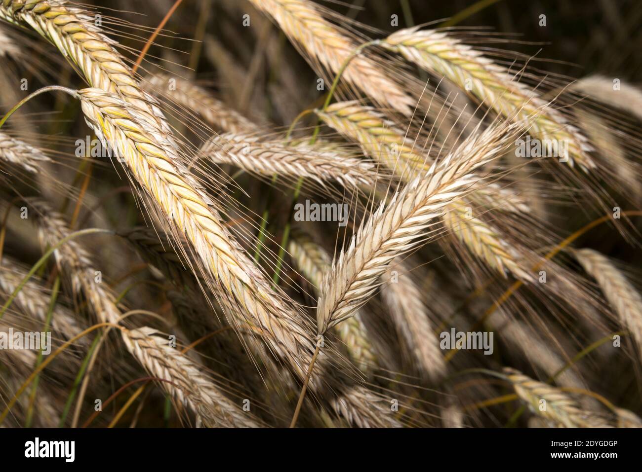 Winter rye hi-res stock photography and images - Alamy