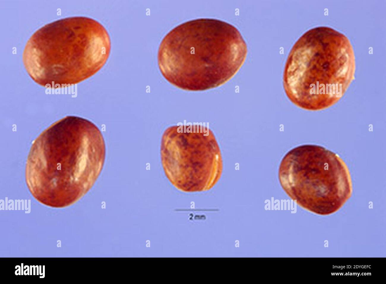 Lathyrus seeds hi-res stock photography and images - Alamy