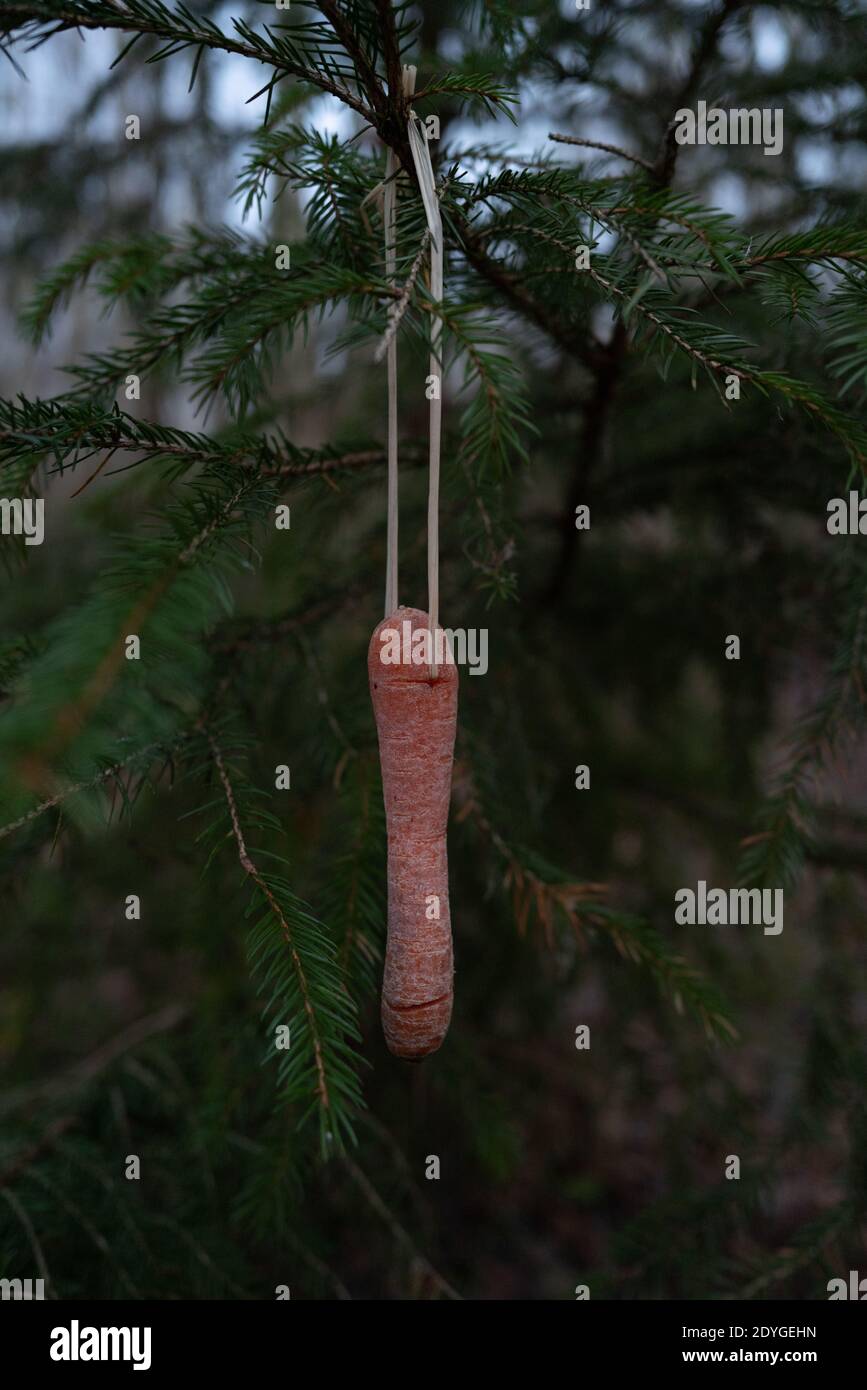 Carrots hang on a coniferous tree at Christmas as food for birds Stock ...
