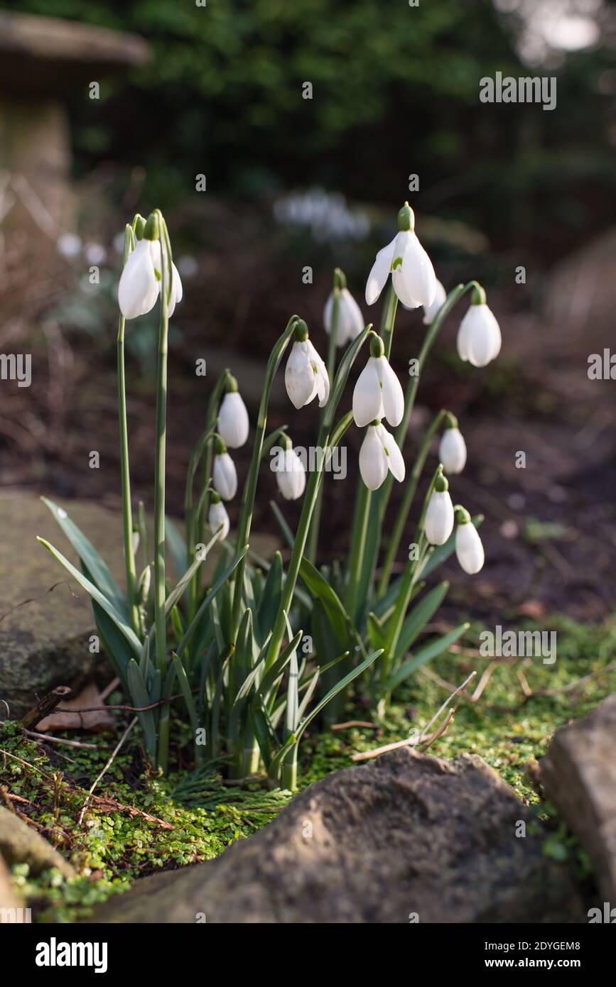 Snowdrops in an English country garden Stock Photo - Alamy