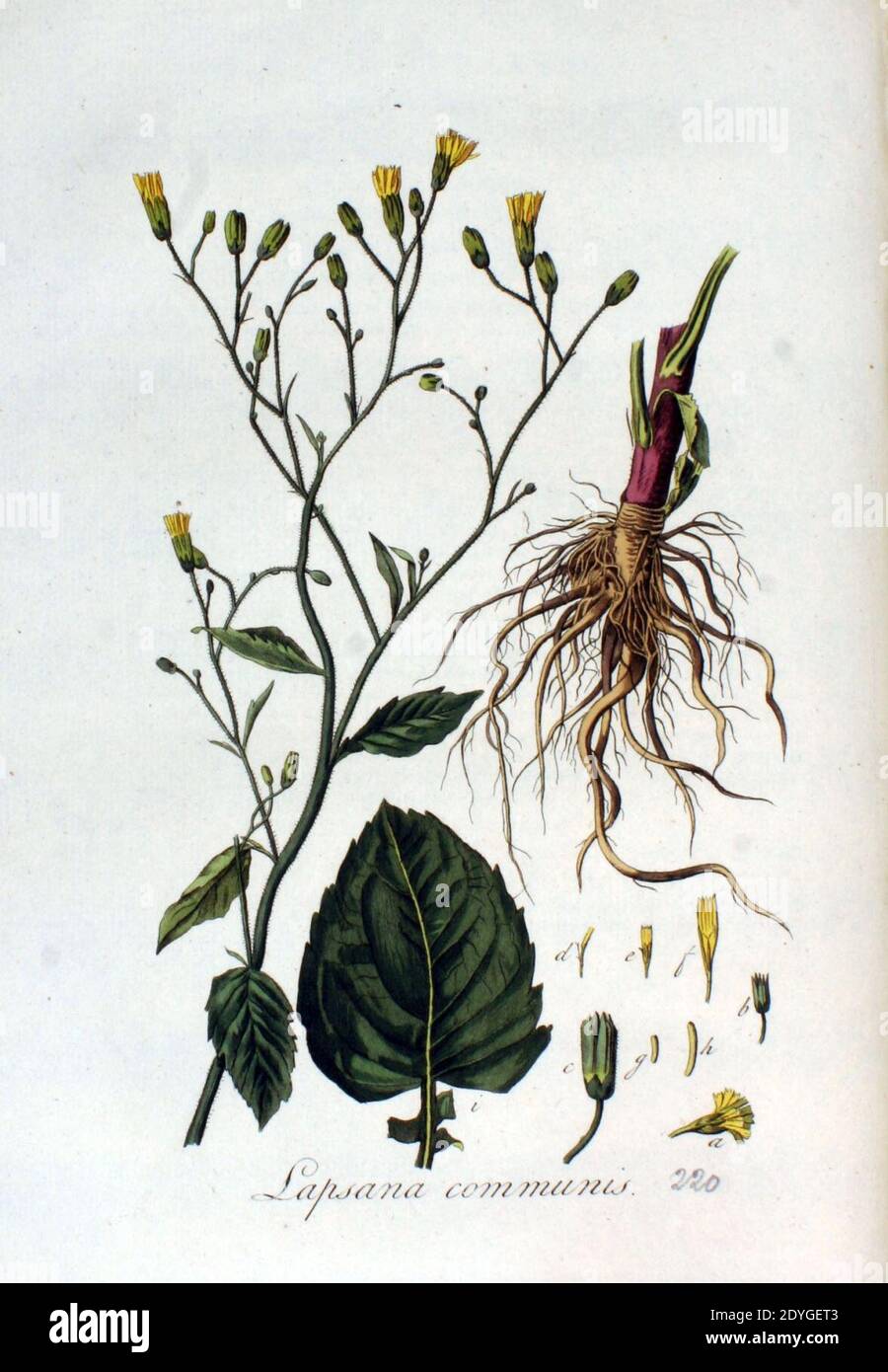 Communis lapsana hi-res stock photography and images - Alamy