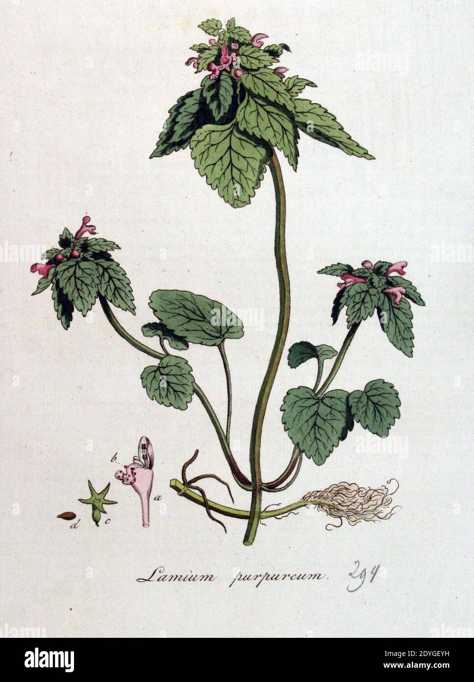 Lamium purpureum — Flora Batava — Volume v4 Stock Photo - Alamy
