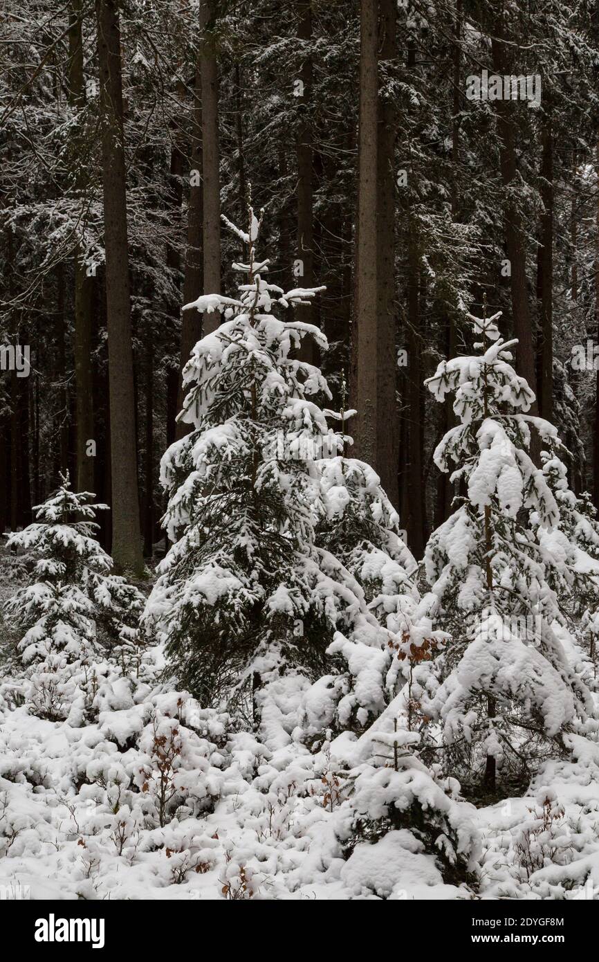 Trees covered of snow hi-res stock photography and images - Alamy