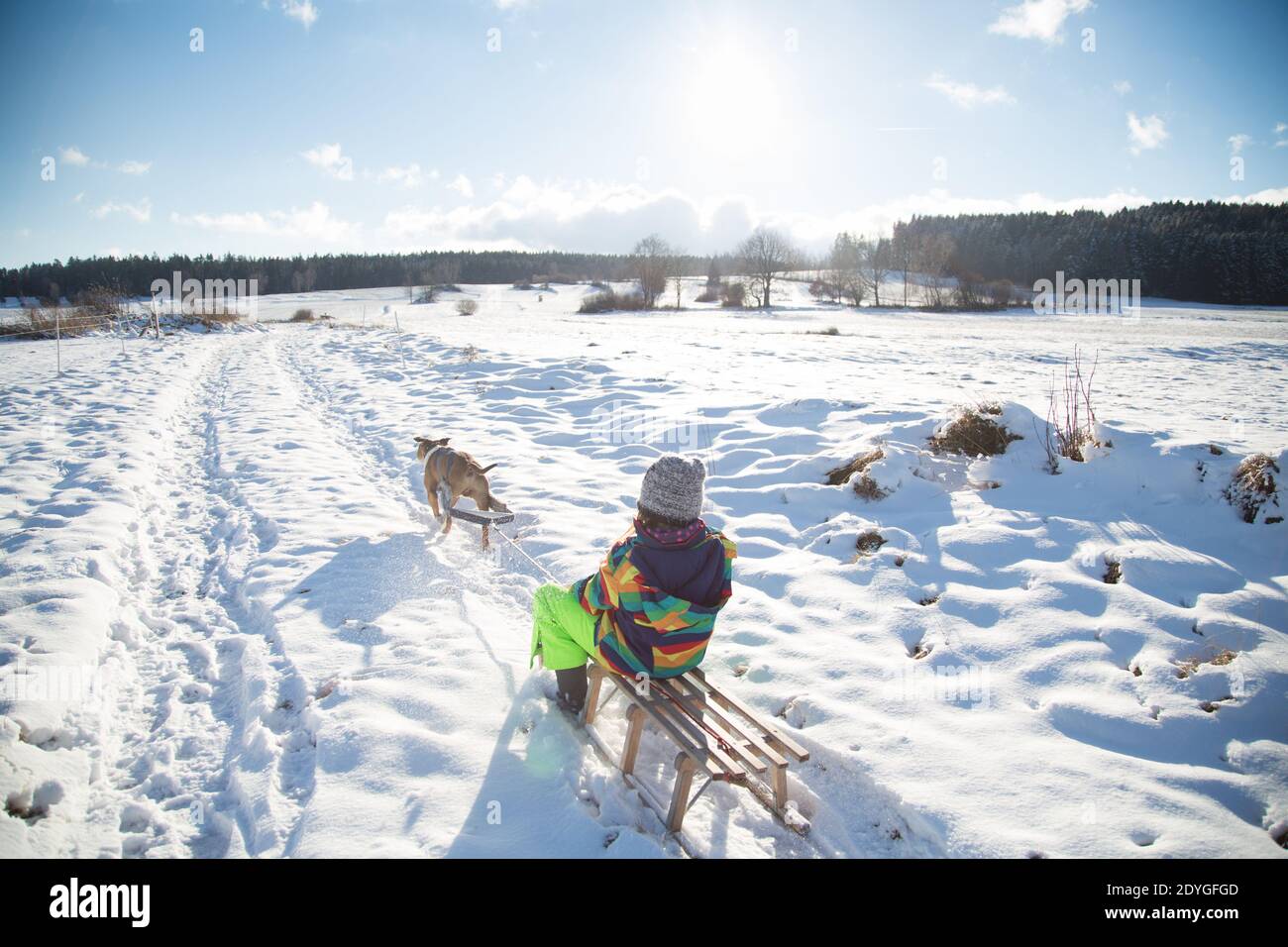 Dog pulling child on a sled on a sunny winter day, snow fun Stock Photo ...