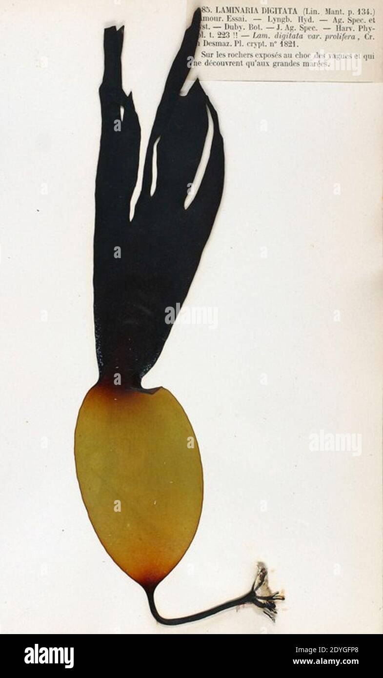 Laminaria digitata hi-res stock photography and images - Alamy