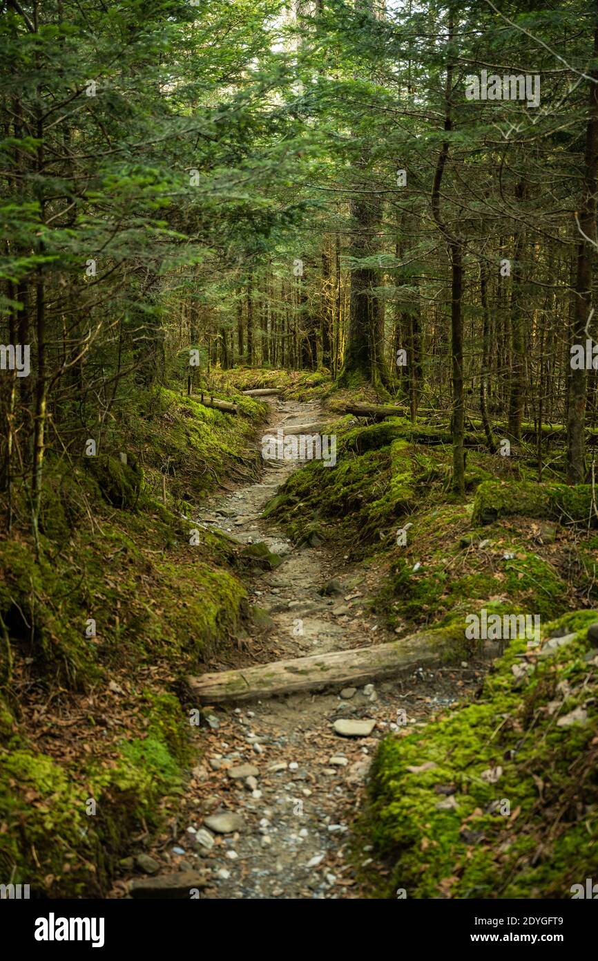 Trail Cuts Through Mossy Forest Floor on Sugarland Mountain in Great ...