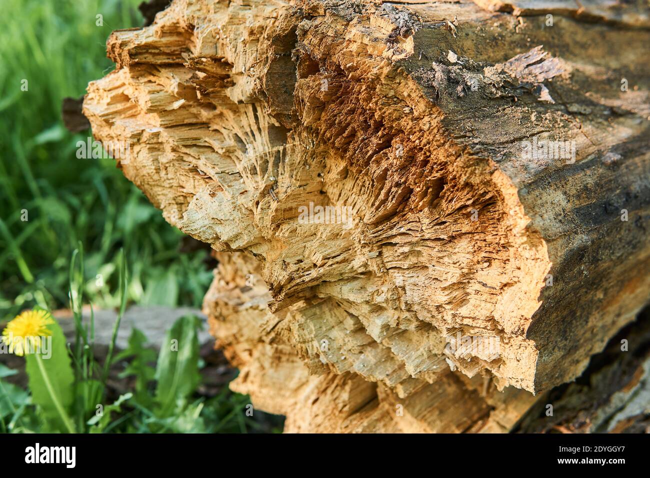 Rotten cellulose hi-res stock photography and images - Alamy