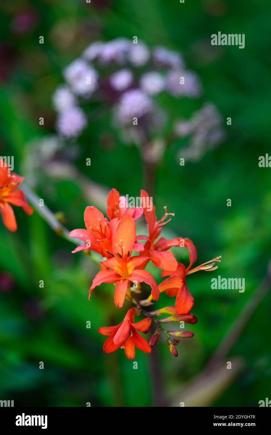 Spike of flowers hi-res stock photography and images - Alamy