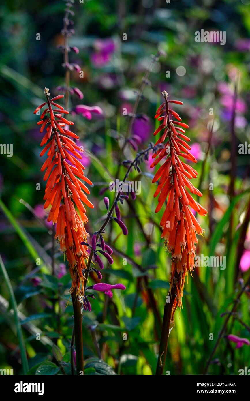 Burnt orange flowers hi-res stock photography and images - Alamy
