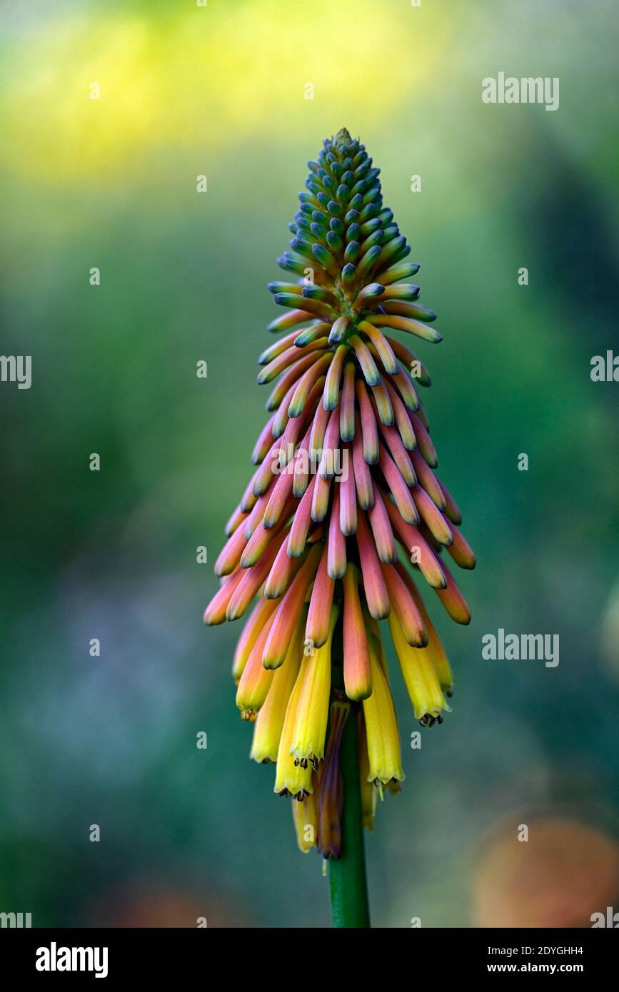 Kniphofia thomsonii Kichocheo,torch lily,red hot poker,orange buds open ...
