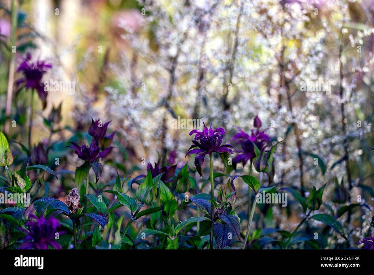 Monarda On Parade, magenta flowers,flower,flowering,perennial,garden ...
