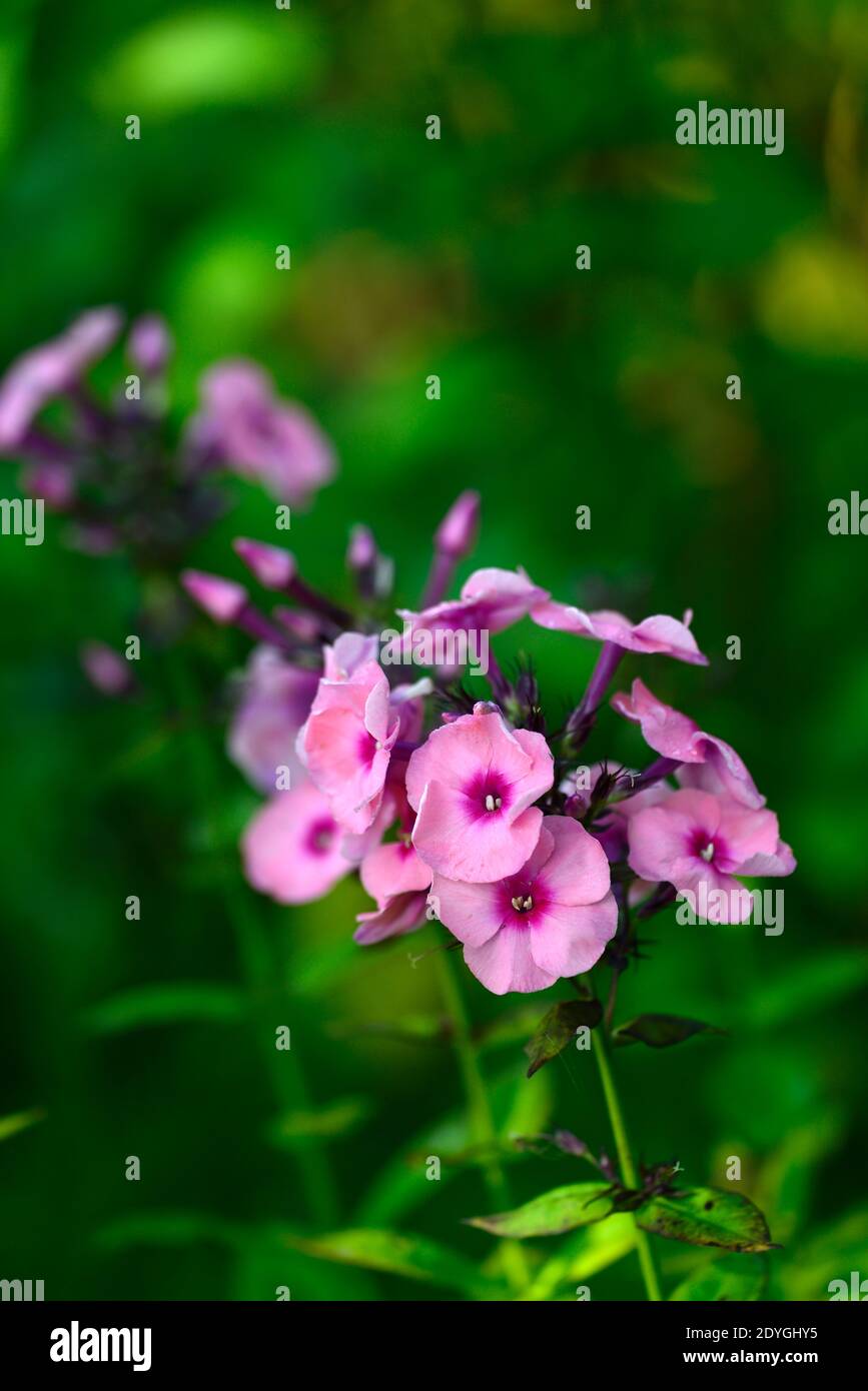 Phlox paniculata bright eyes flower hi-res stock photography and images ...