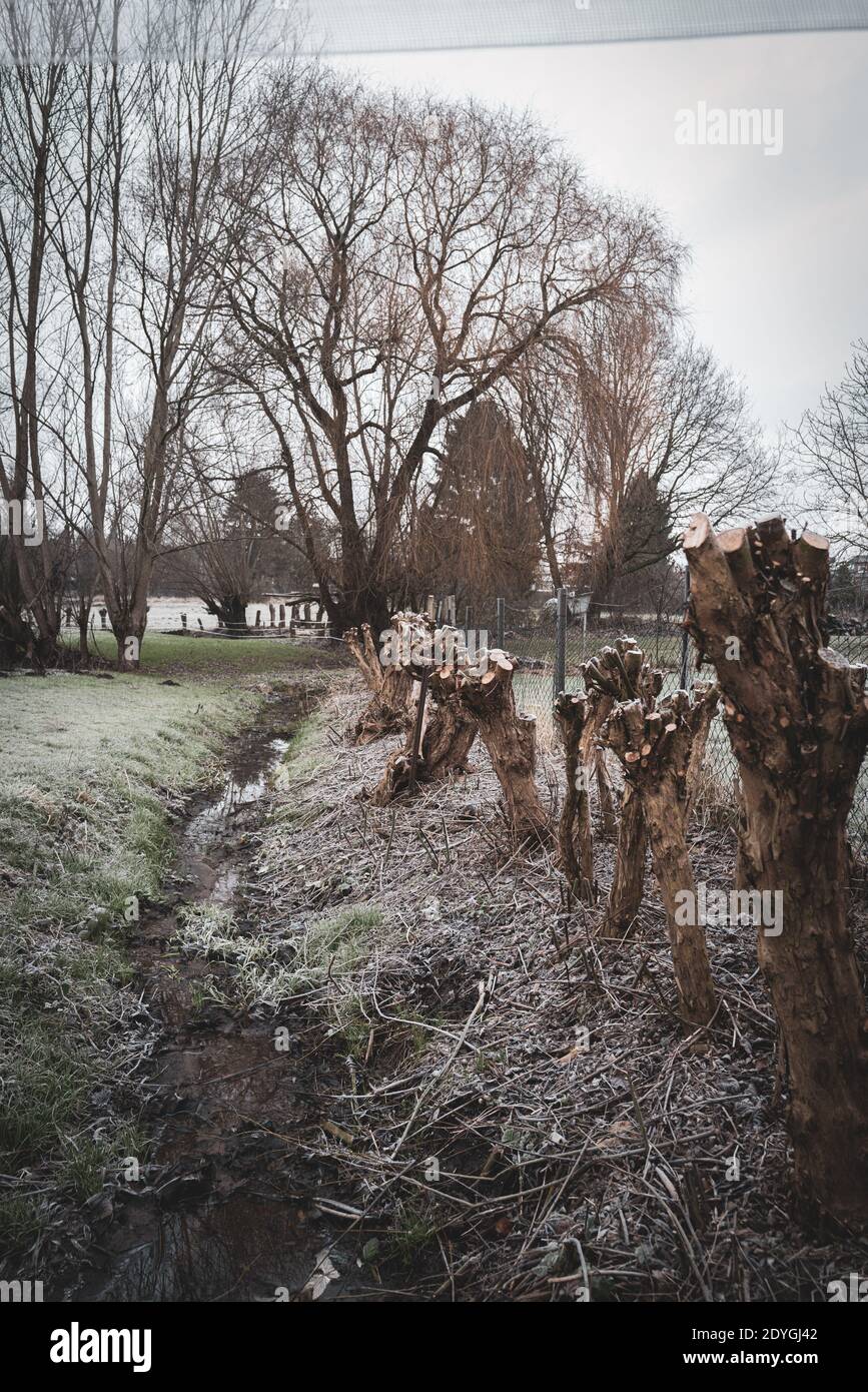 cut willows stand to the right of a small stream Stock Photo - Alamy