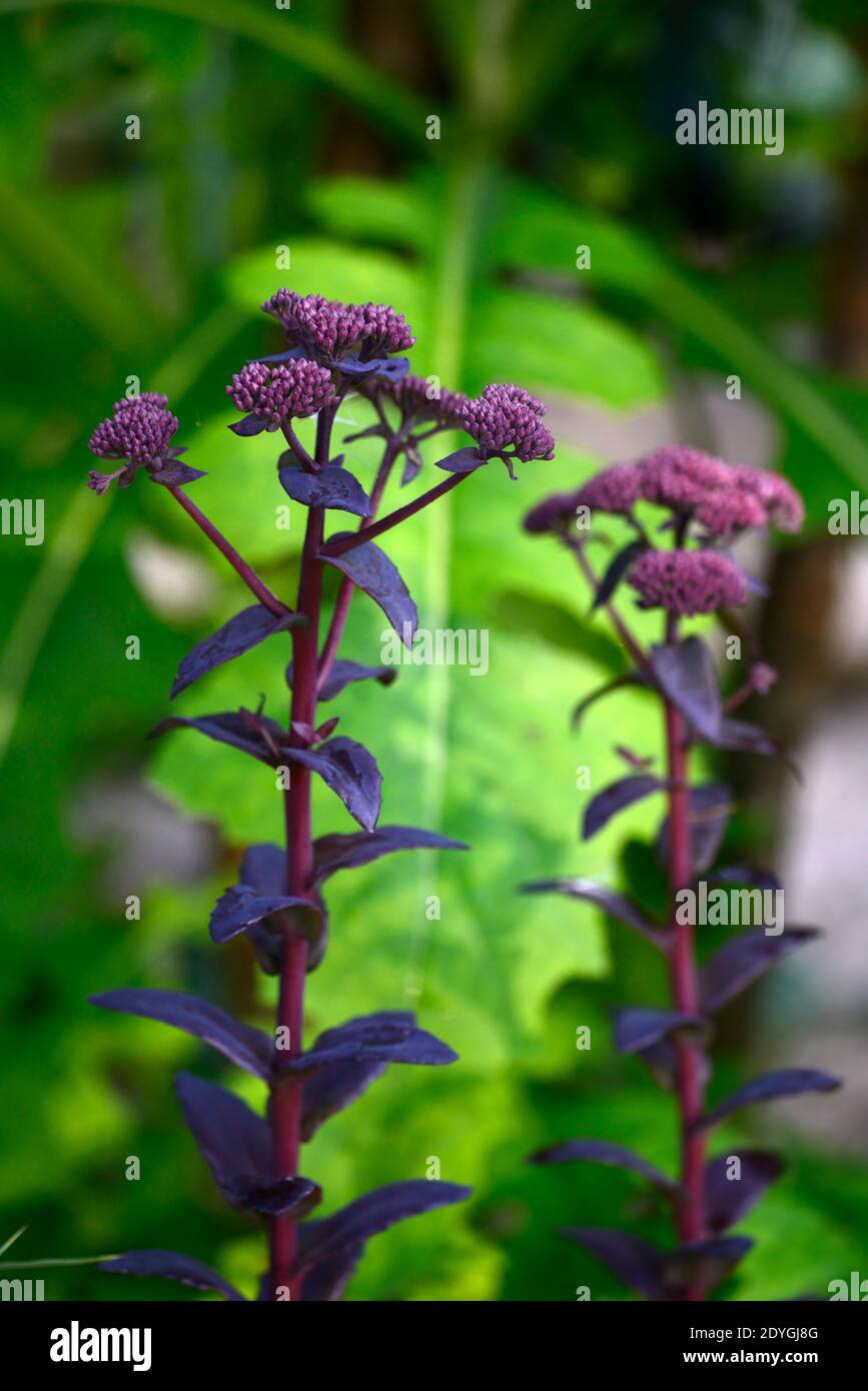 sedum jose aubergine,closeup,plant portraits,dusky pink flowers ...