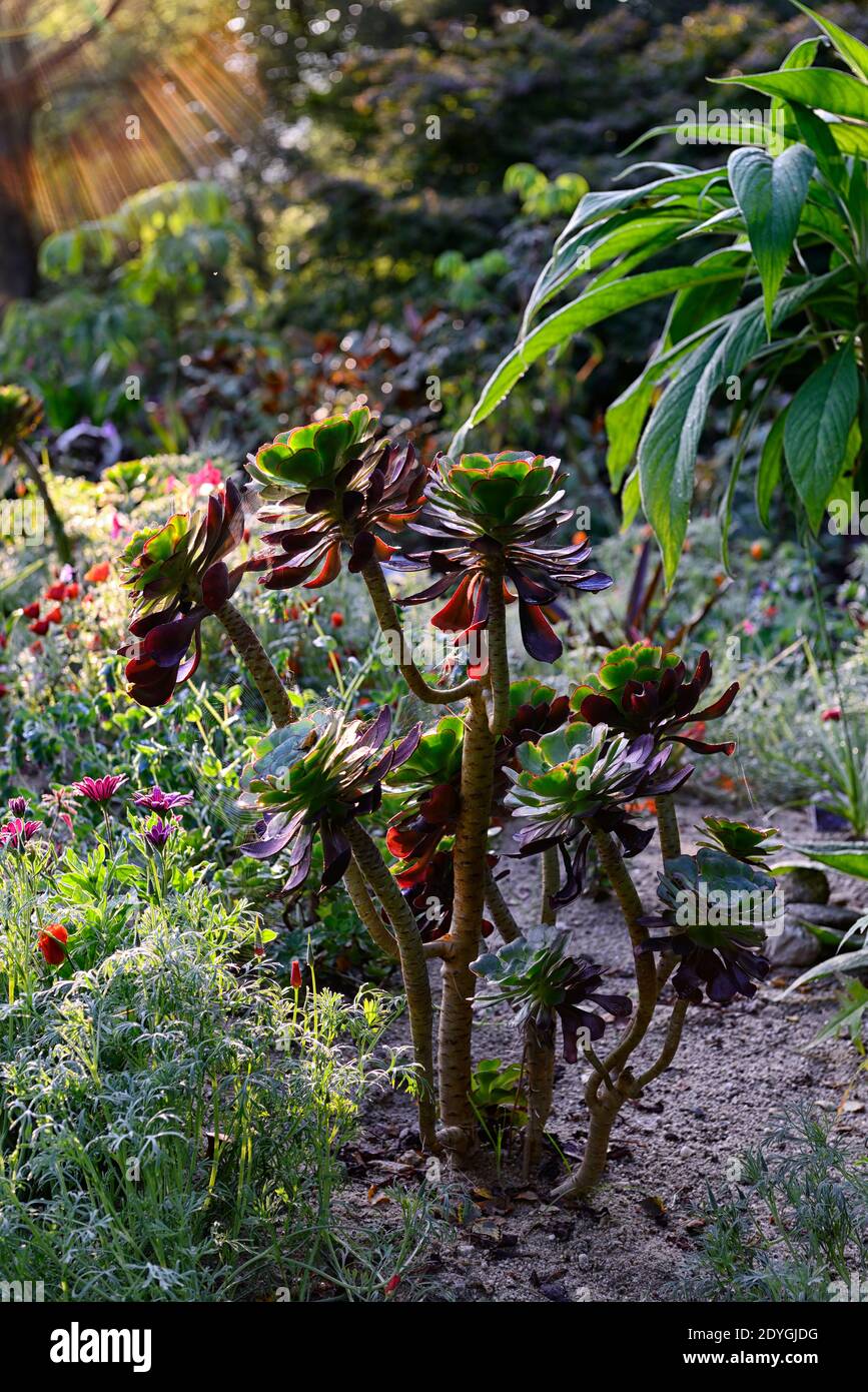 Rosette leaves hi-res stock photography and images - Alamy