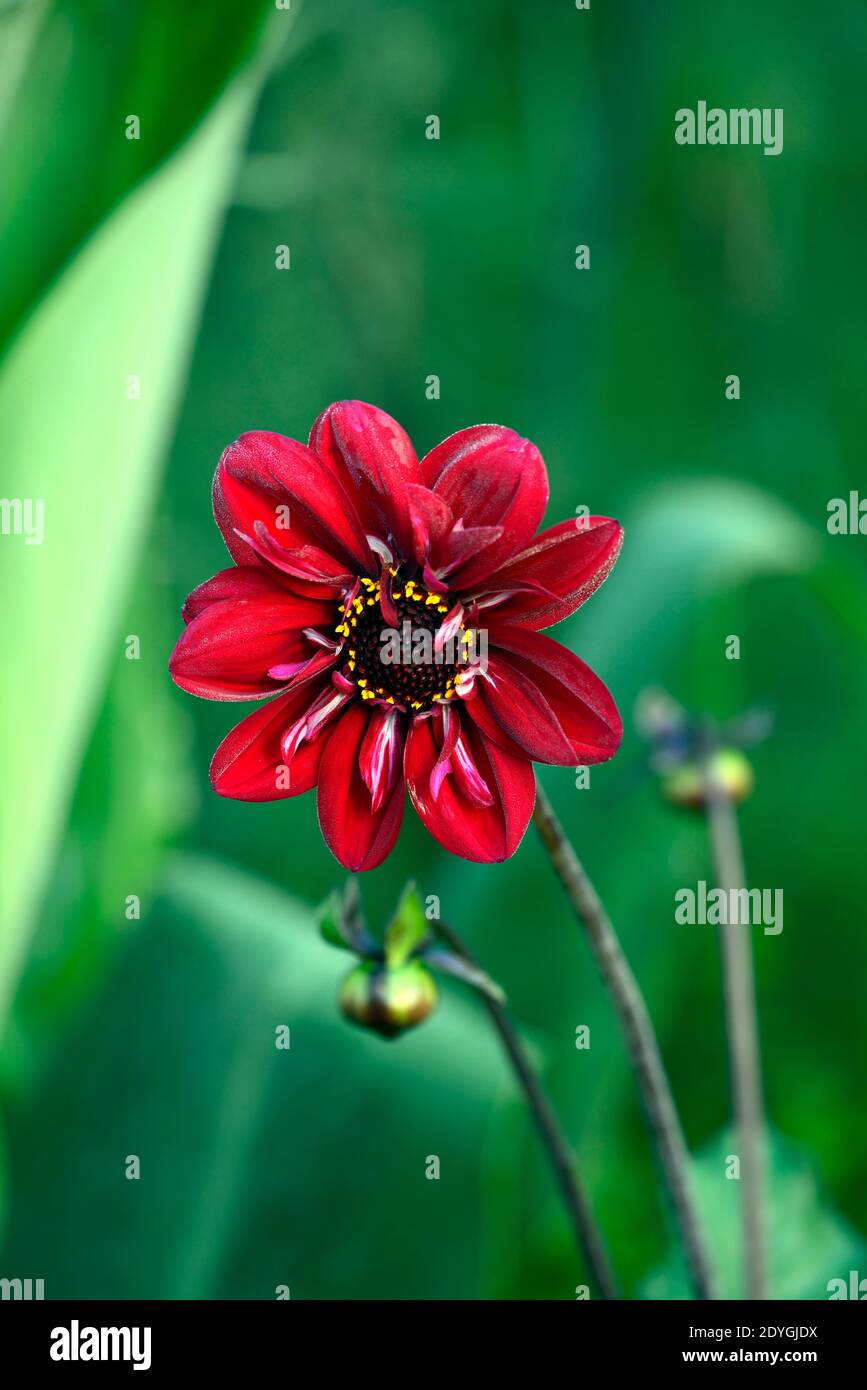 wine red collarette dahlia,dahlia seedling,seedlings,collarette dahlias ...