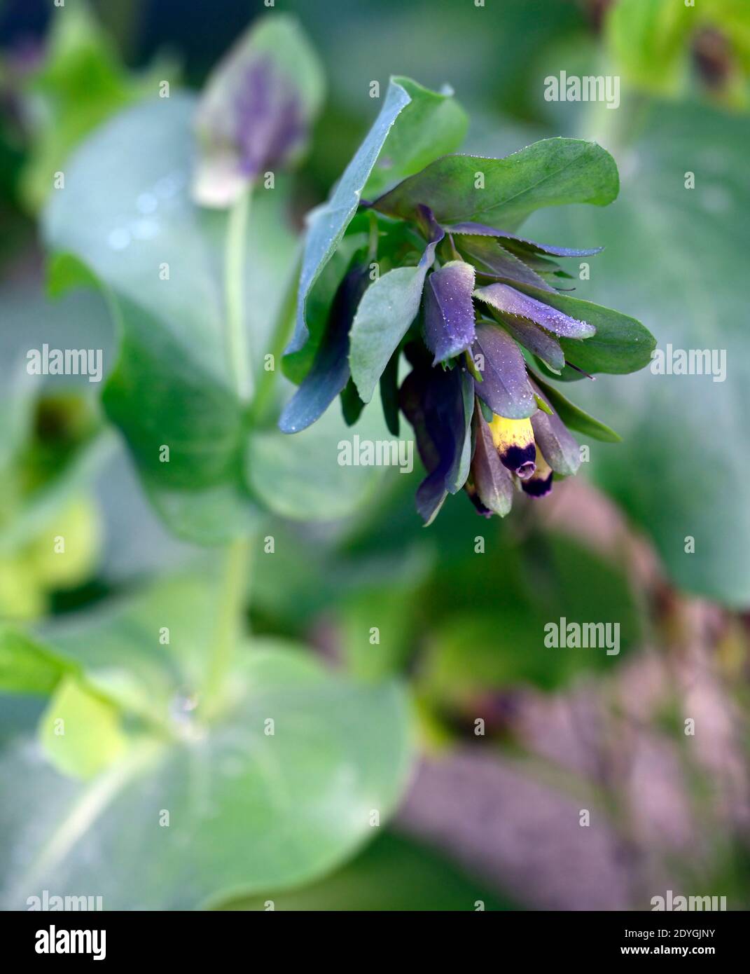 Honeywort hi-res stock photography and images - Alamy
