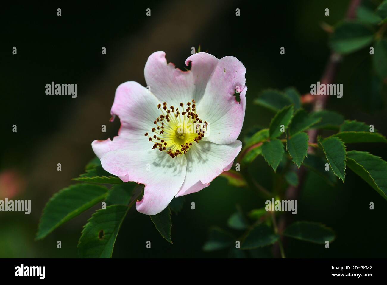 Rose sauvage hi-res stock photography and images - Alamy