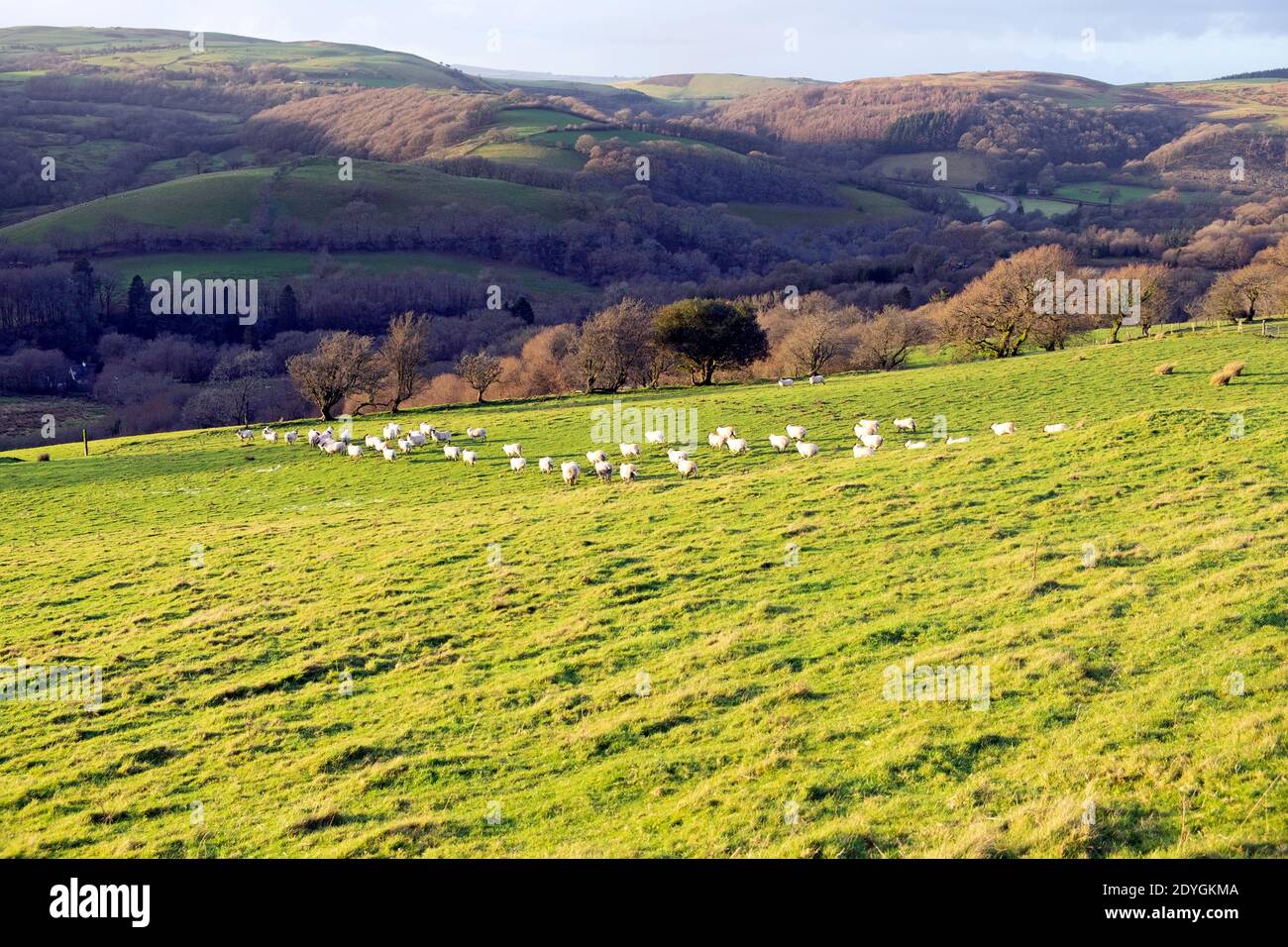 Grazing sheep in welsh rural hi-res stock photography and images - Alamy