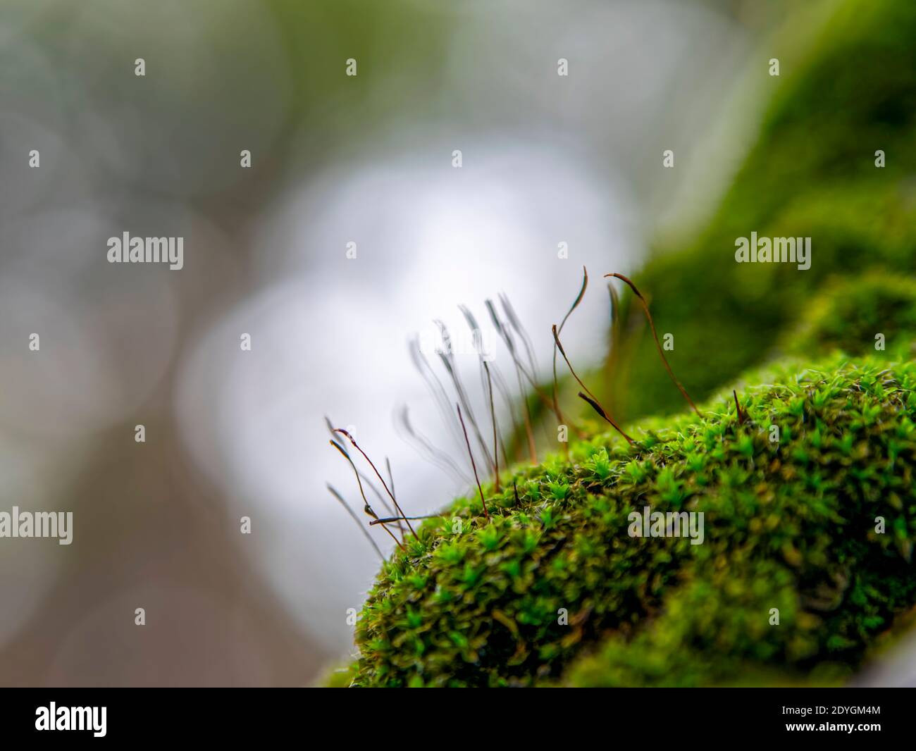 The micro - forest. You do not need many words when you observe the ...