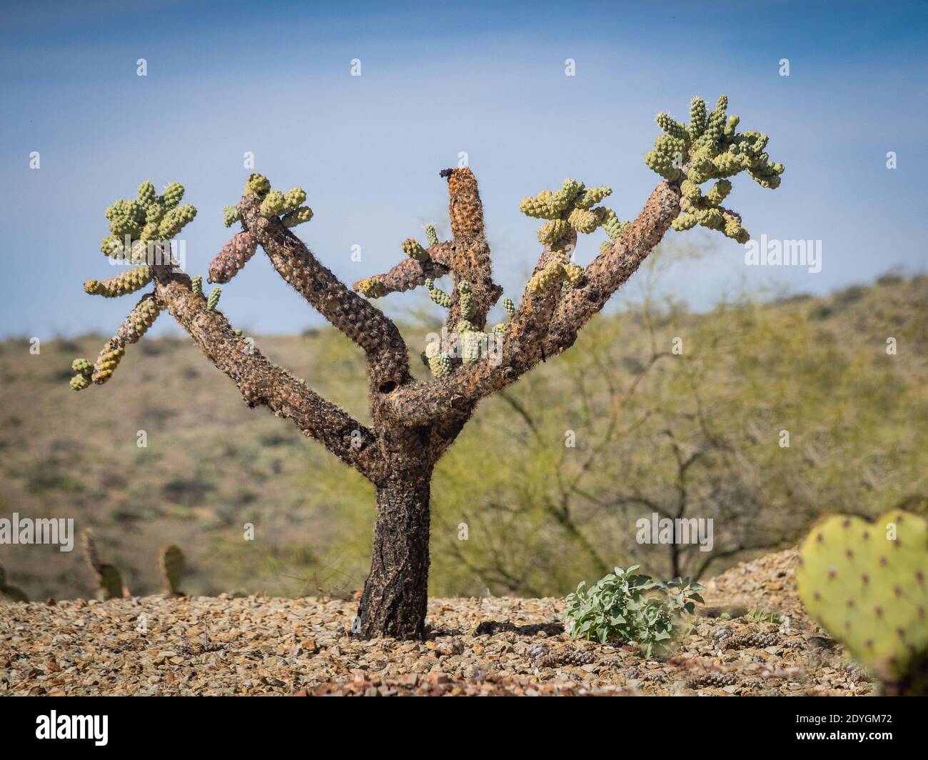 Chain-fruit cholla cactus tree Stock Photo - Alamy