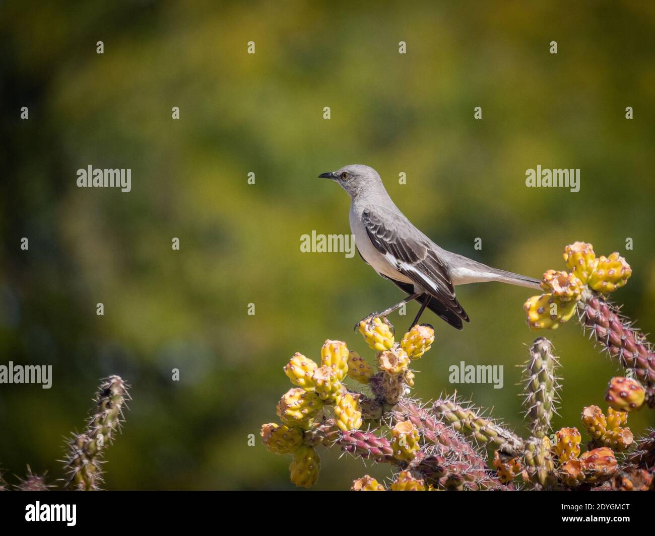 Northern mockingbird on cholla cactus tree Stock Photo - Alamy
