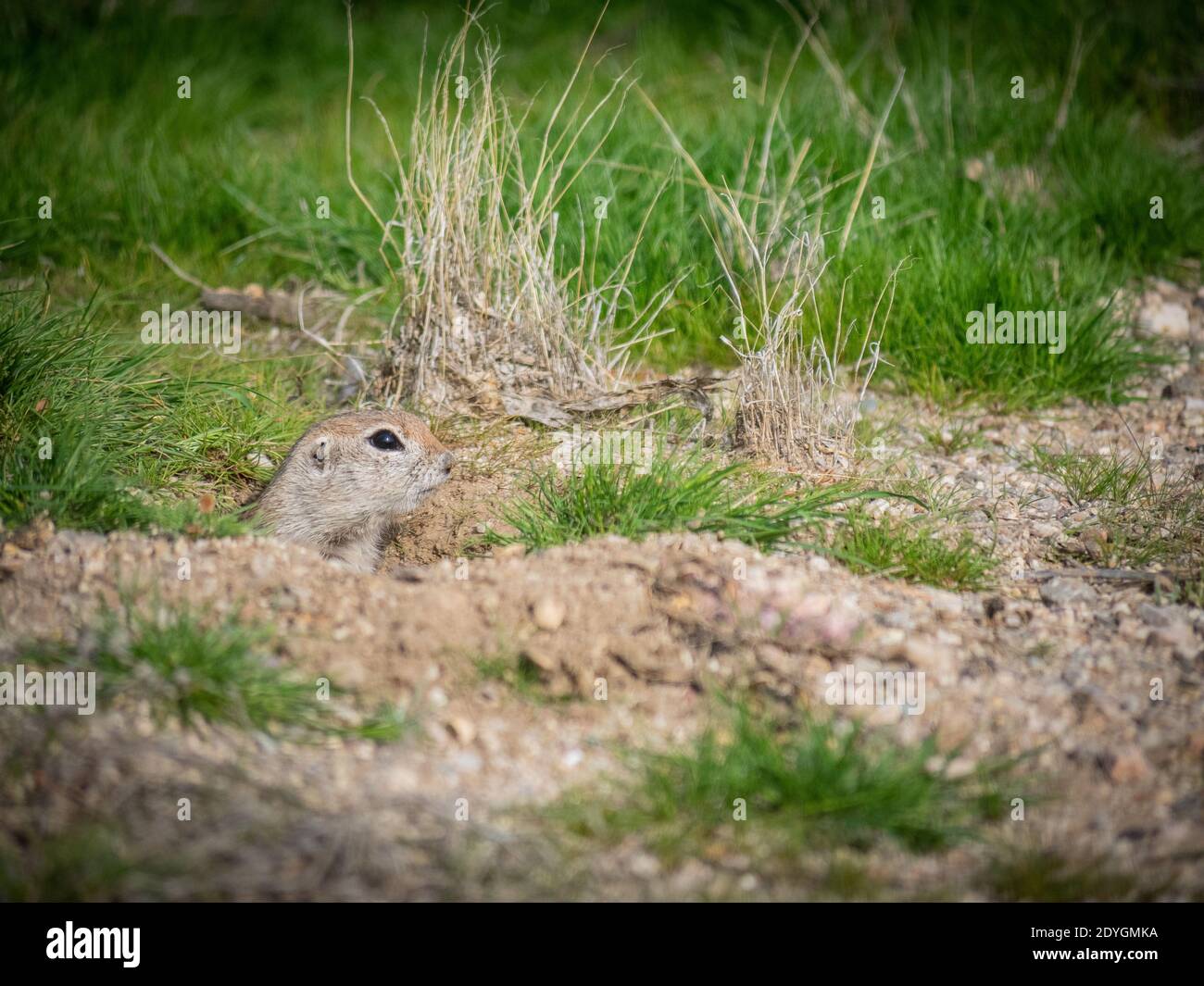 Round-tailed ground squirrel Stock Photo - Alamy