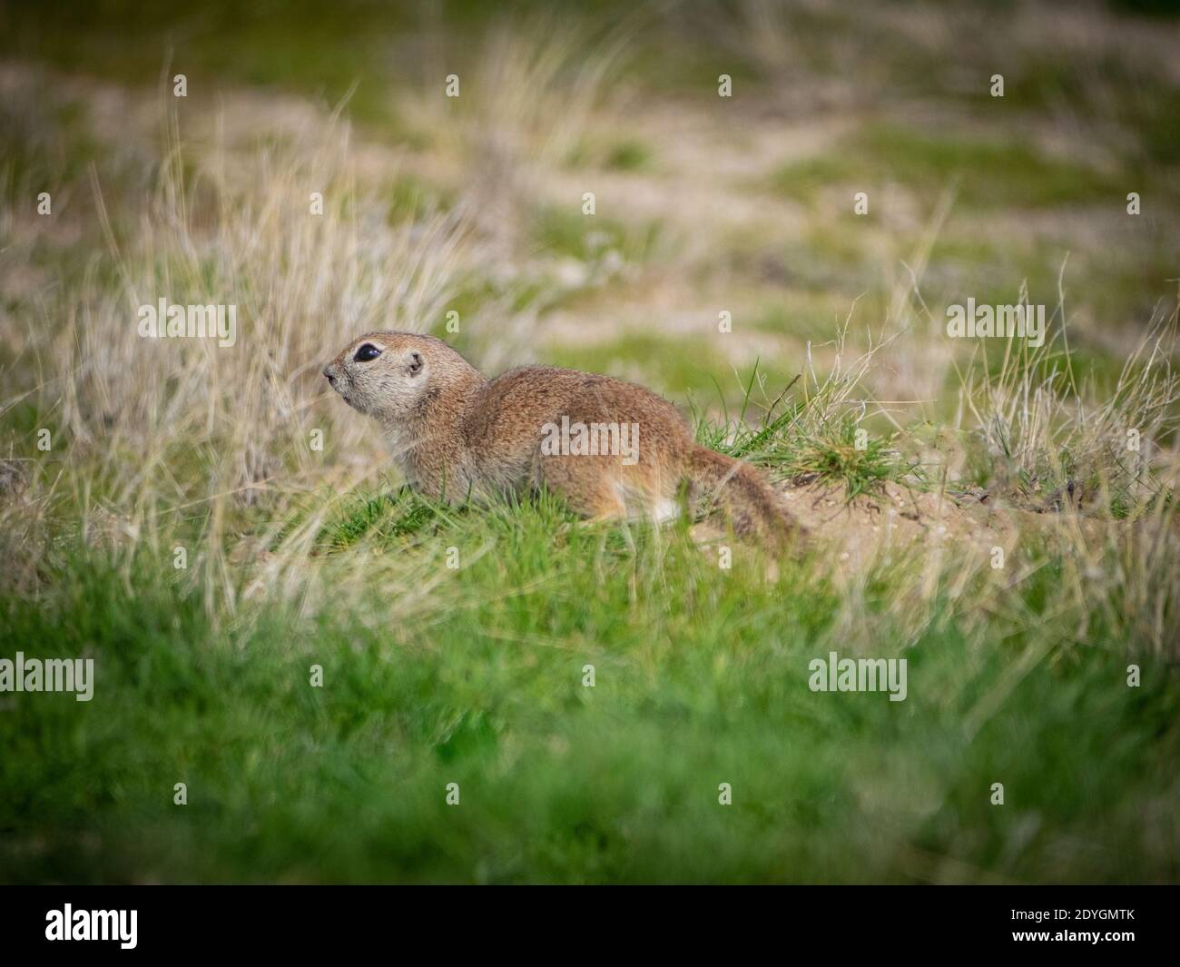 Round-tailed ground squirrel Stock Photo - Alamy
