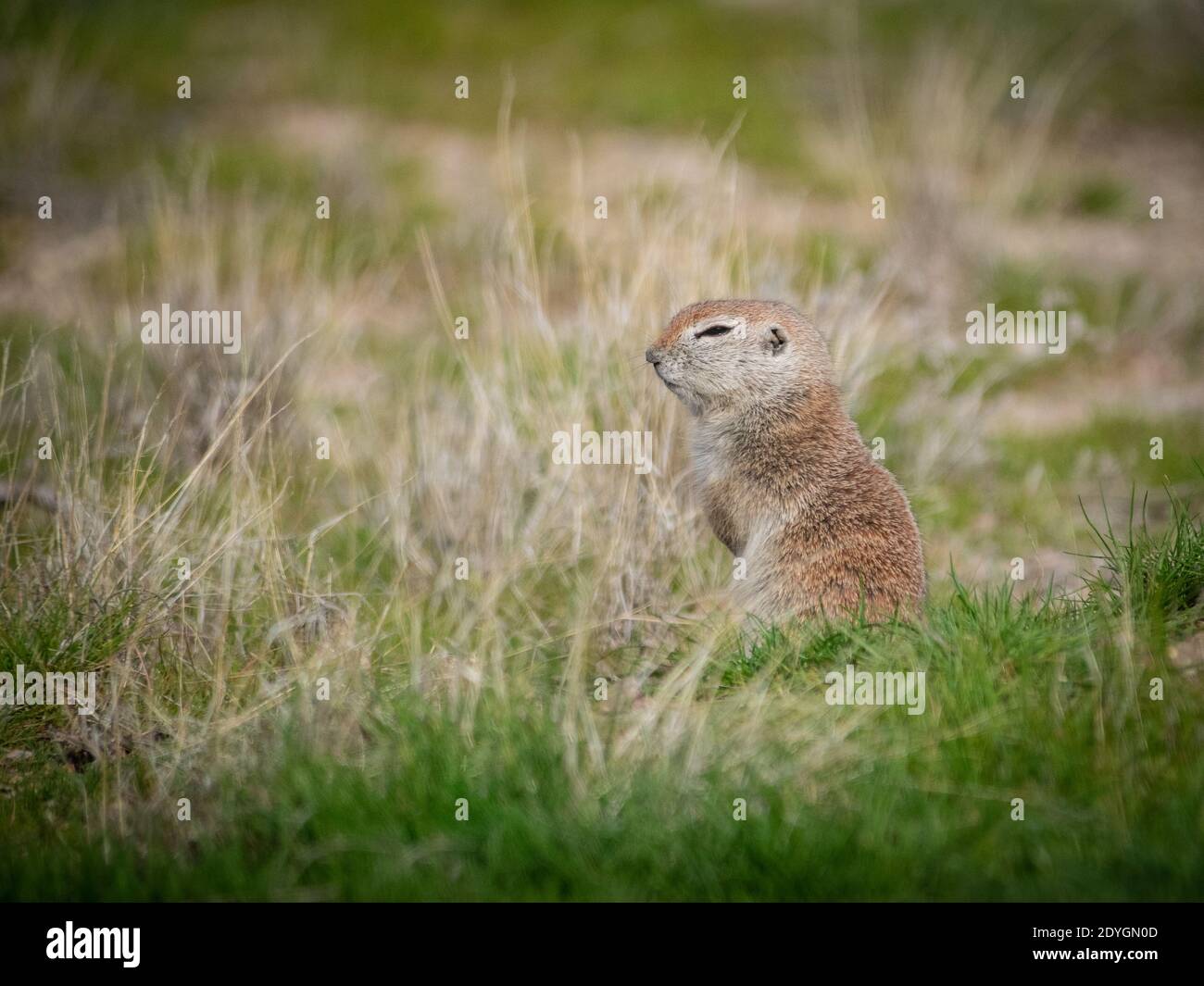 Round-tailed ground squirrel Stock Photo - Alamy