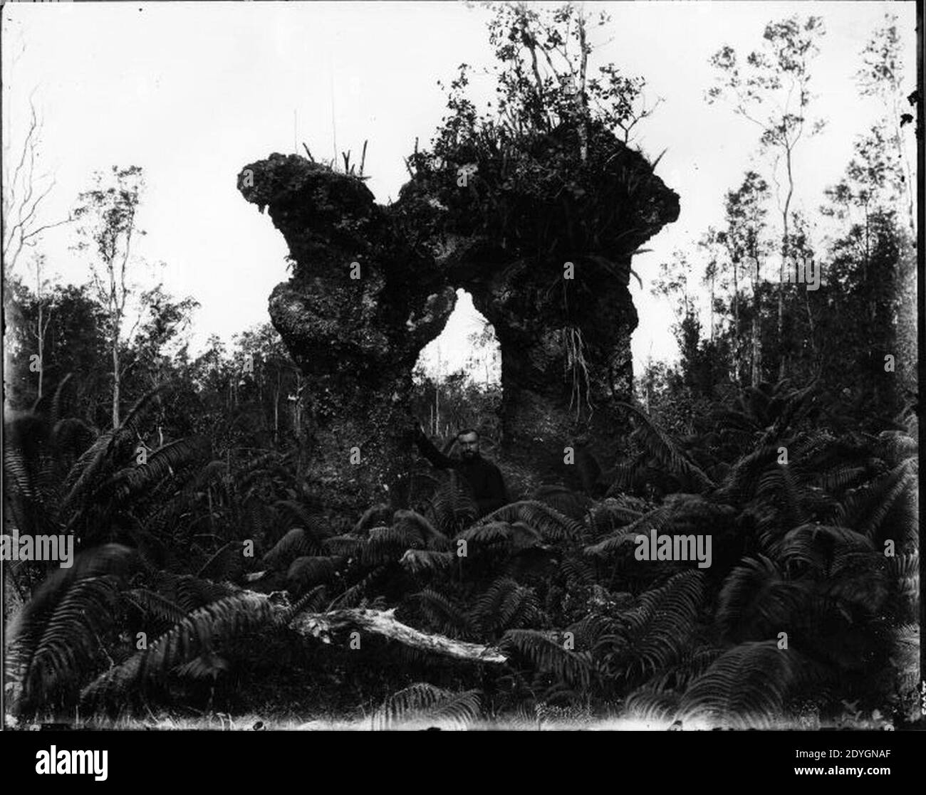 Lava trees Black and White Stock Photos & Images - Alamy