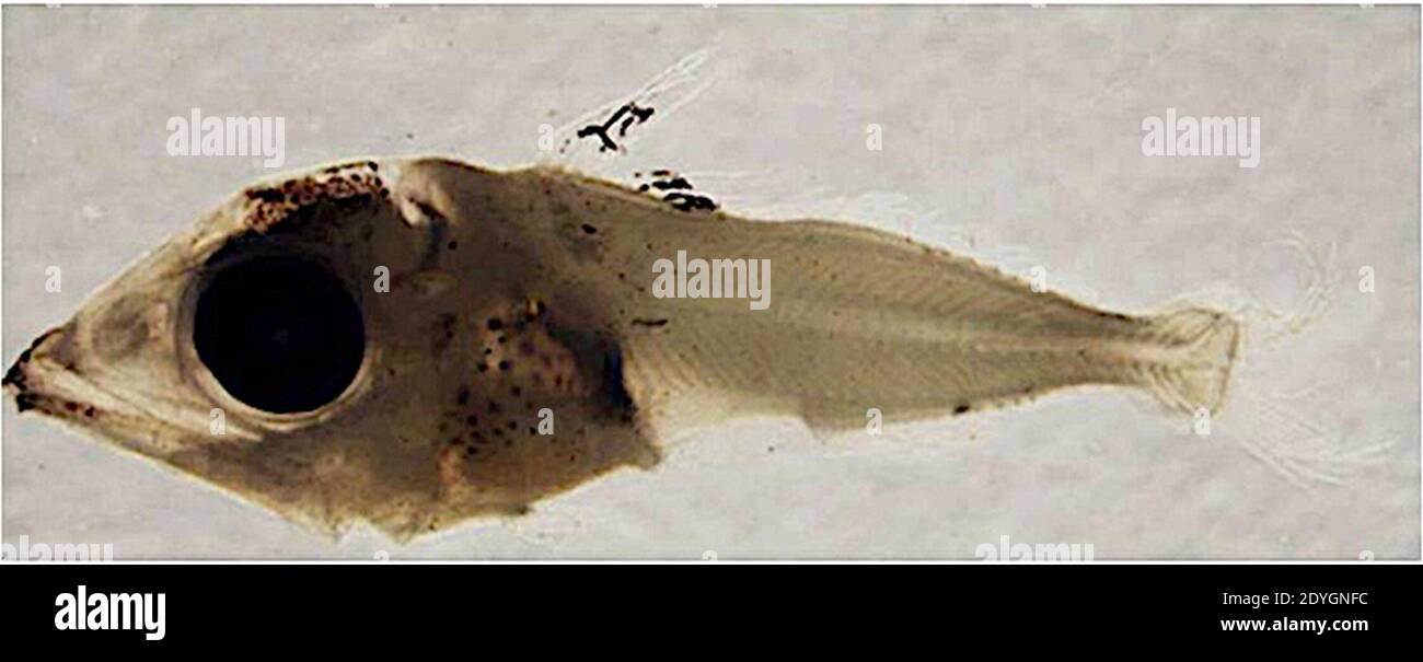 Larval stage of bluefin tuna Stock Photo - Alamy