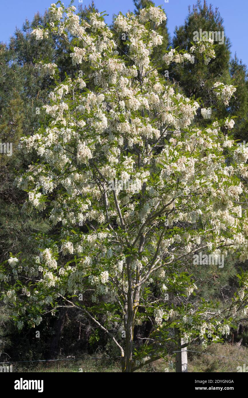 Robinia pseudoacacia flower hi-res stock photography and images - Alamy
