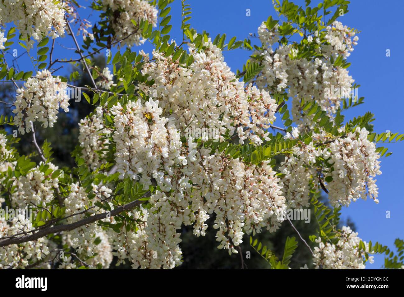 Robinie, Gewöhnliche Scheinakazie, Scheinakazie, Schein-Akazie, Falsche ...