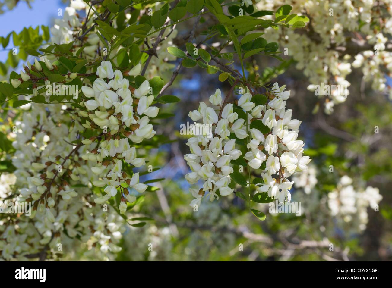 Robinie, Gewöhnliche Scheinakazie, Scheinakazie, Schein-Akazie, Falsche ...