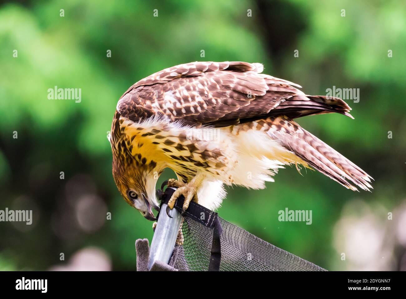 Closeup of a Red-Tailed Hawk Stock Photo - Alamy